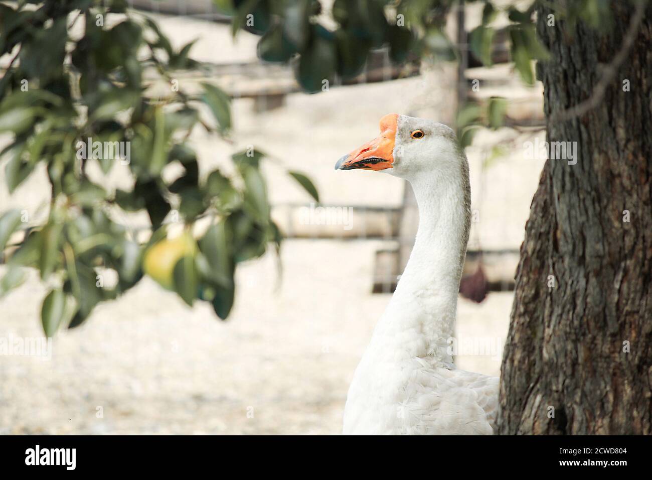 Goose under tree hi-res stock photography and images - Alamy