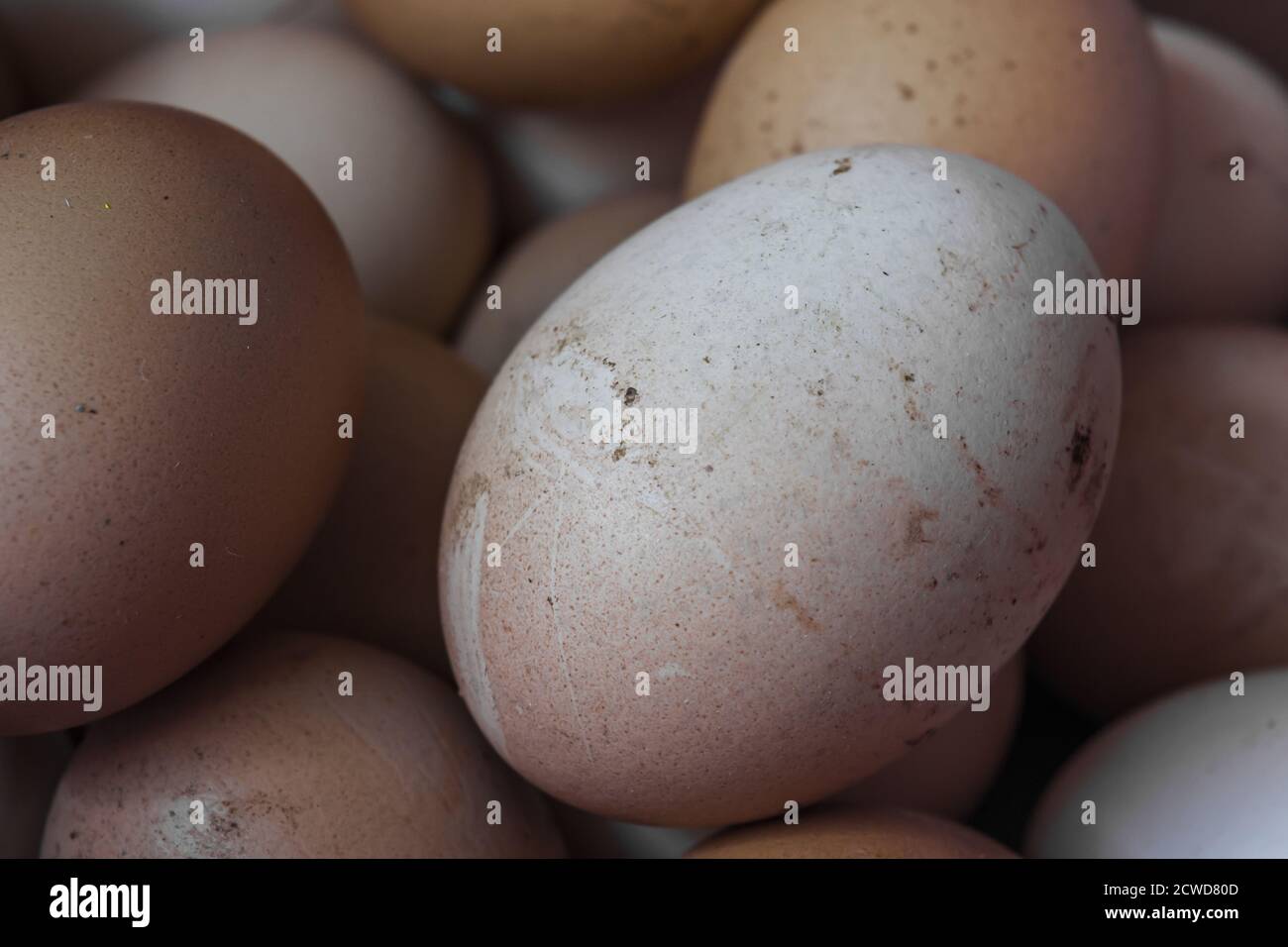 Chicken egg shot close hi-res stock photography and images - Alamy