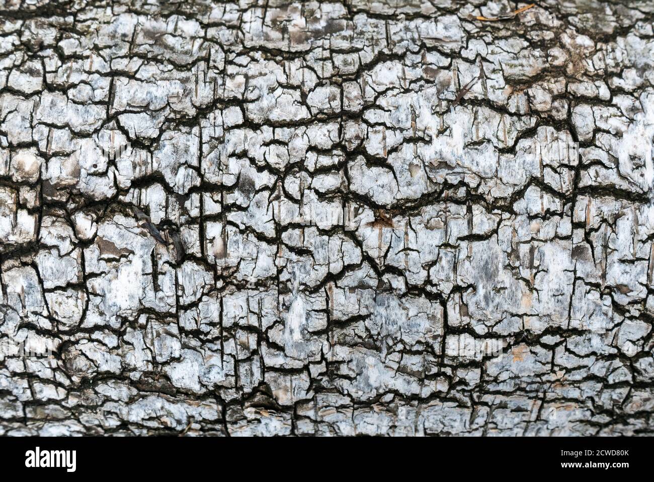 Bark texture close up hi-res stock photography and images - Alamy