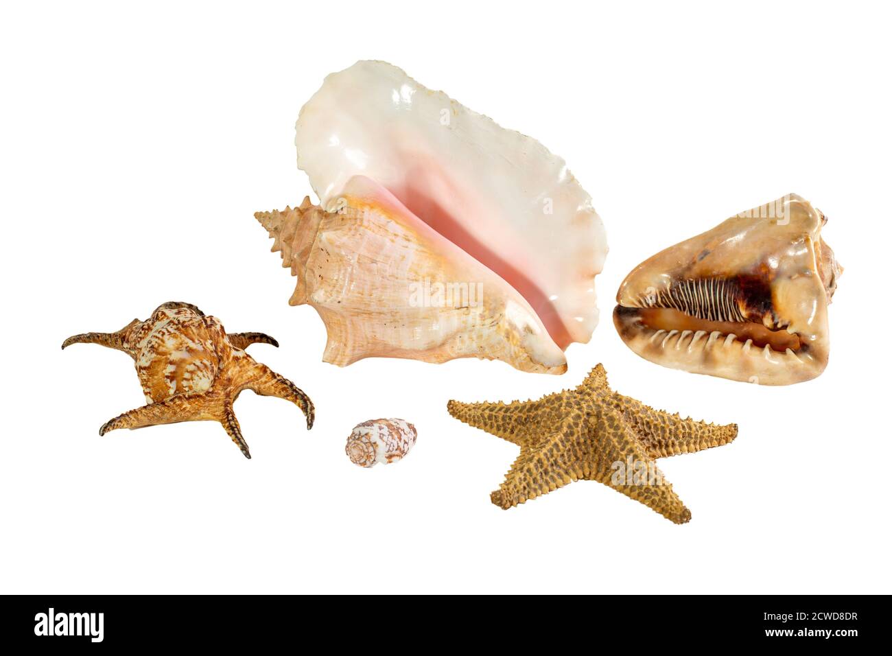 Collection of Sea shell isolated on background. Beautiful seashell ...