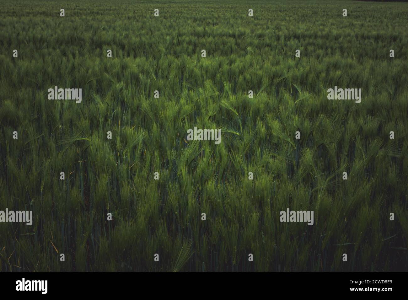 Mesmerizing view of the fresh green field - perfect for background ...