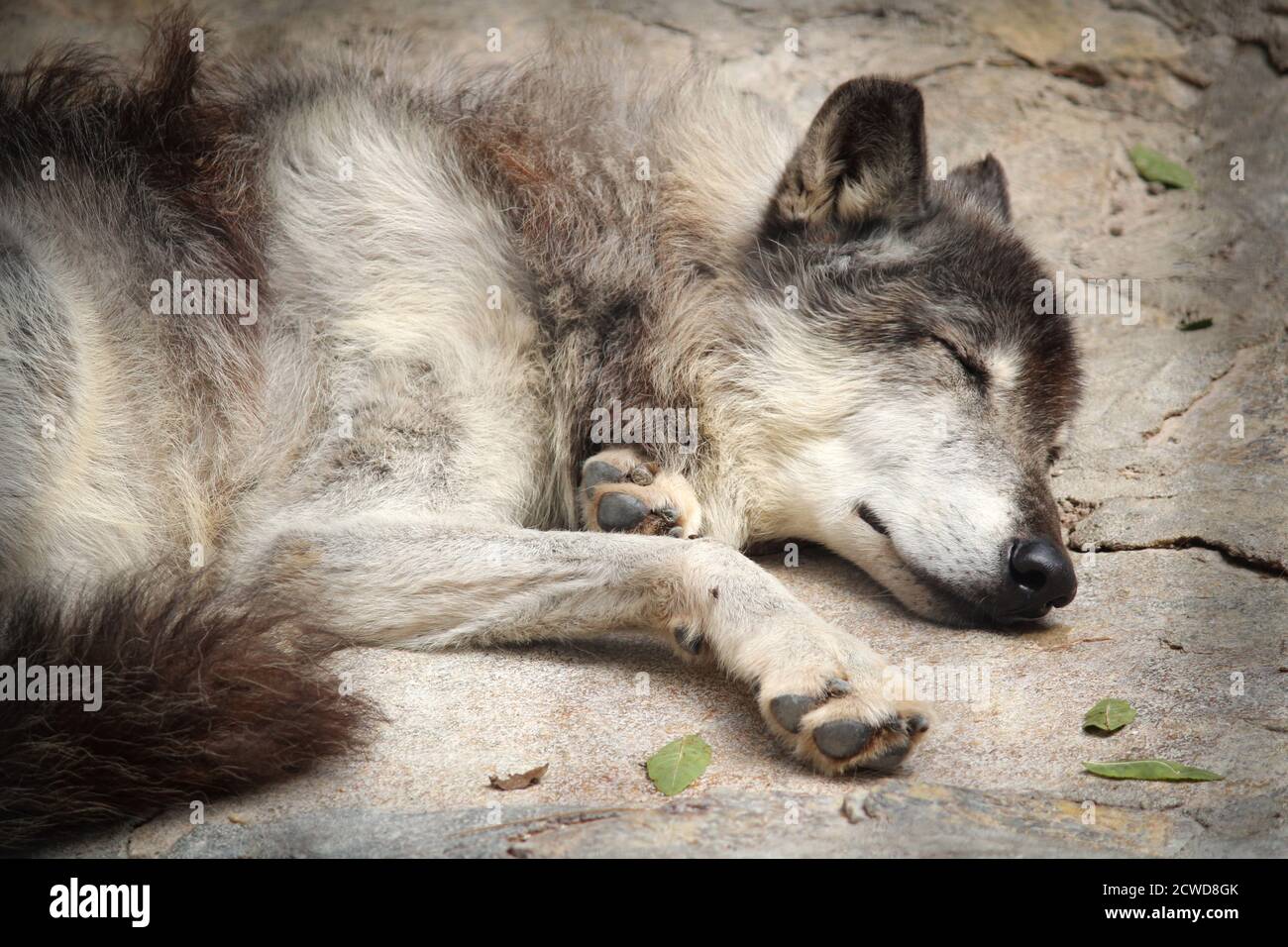 An afternoon nap of a gray wolf Stock Photo - Alamy