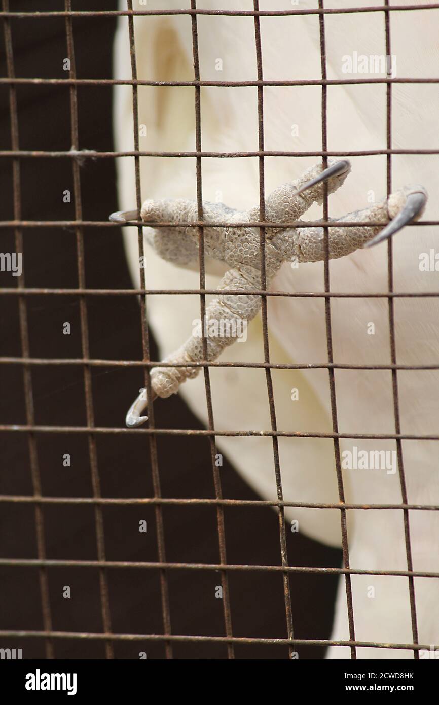 Claws of a white cockatoo on a cage Stock Photo - Alamy