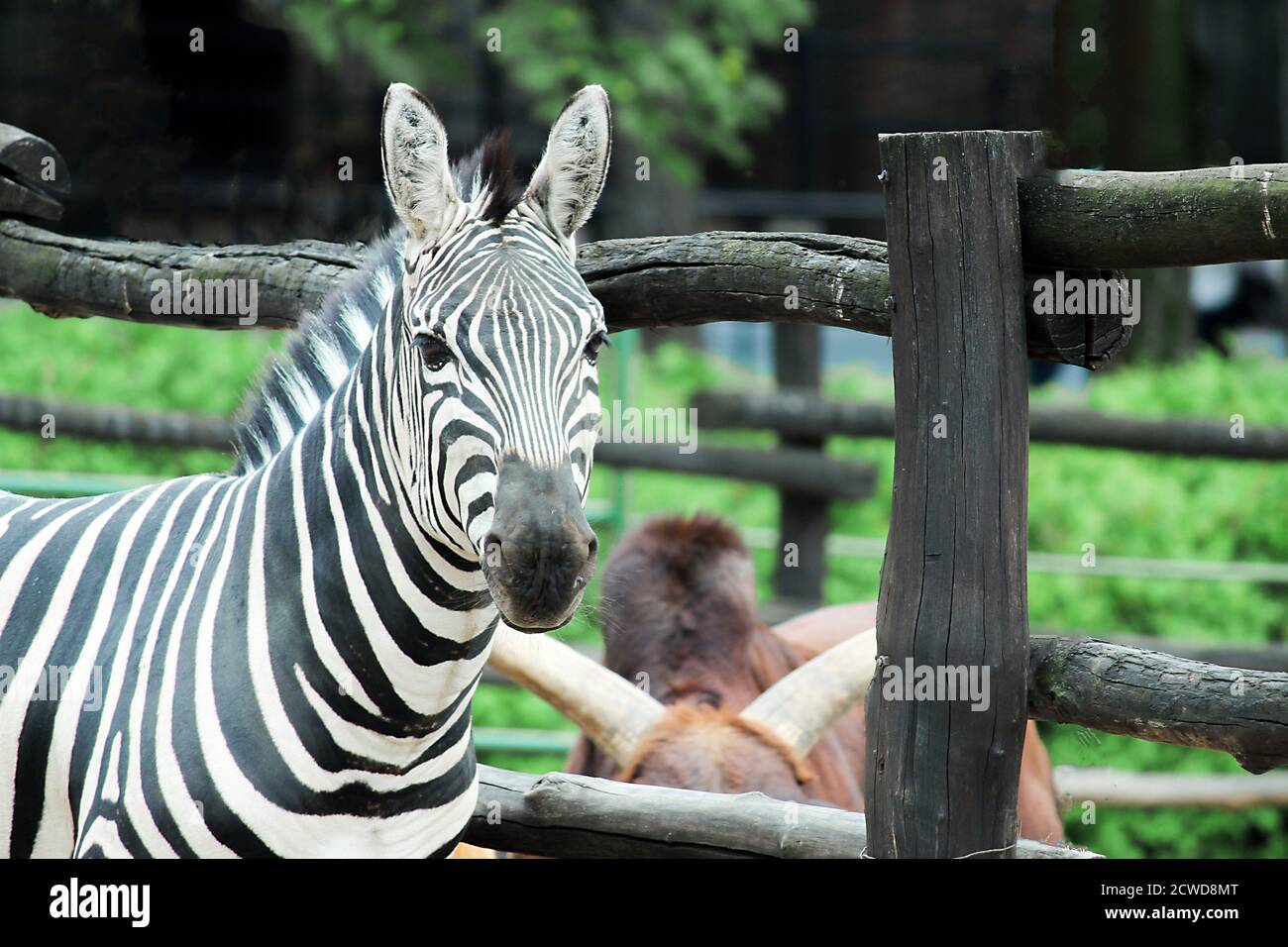 Zebra in a zoo environment Stock Photo - Alamy