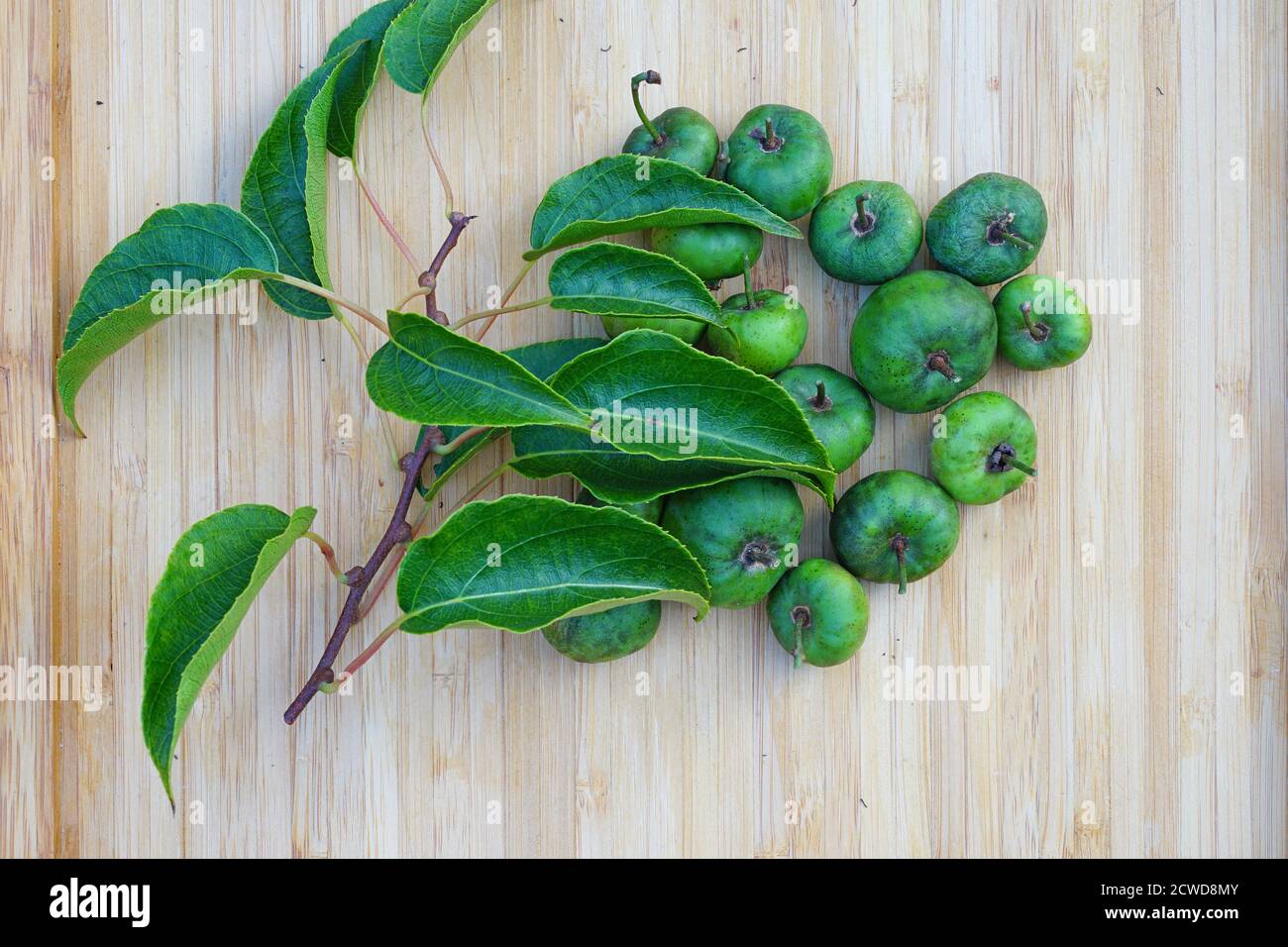 Green baby kiwi berries "actinidia arguta" background Stock Photo - Alamy