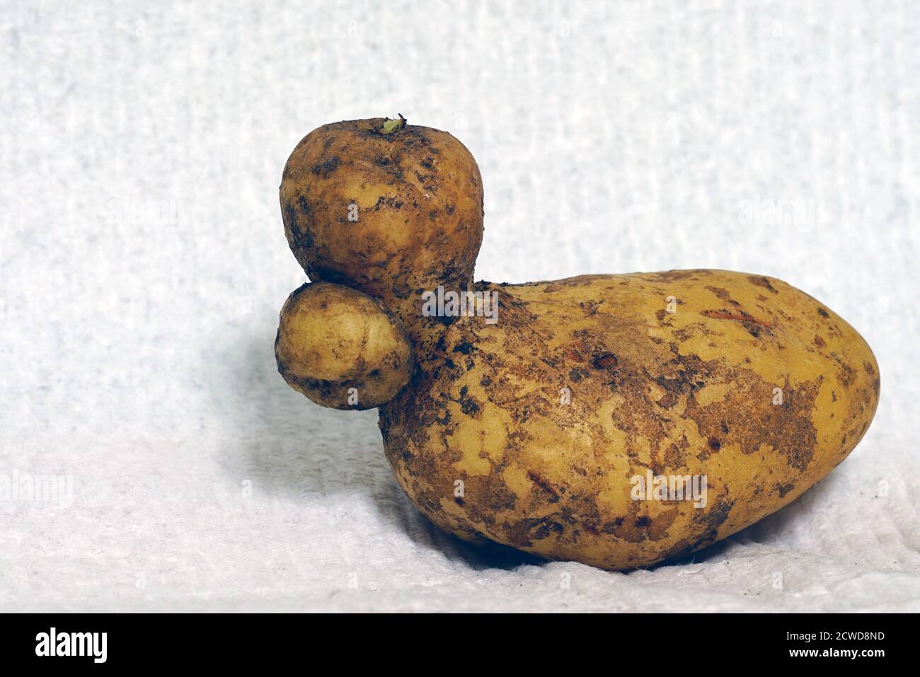 Fresh potato shaped like a duck Stock Photo - Alamy