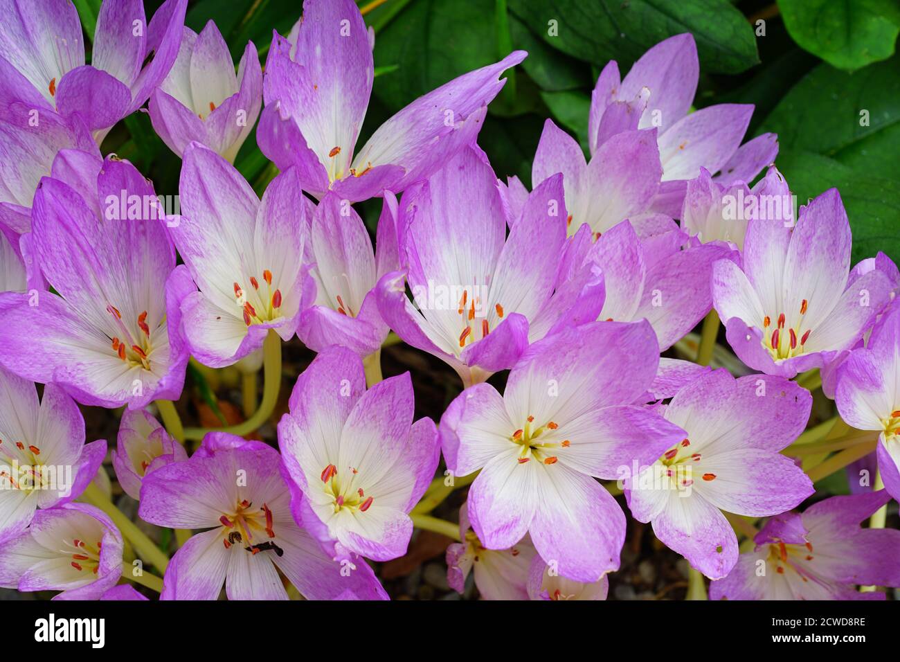 Pink autumn crocus flowers with orange filaments Stock Photo - Alamy
