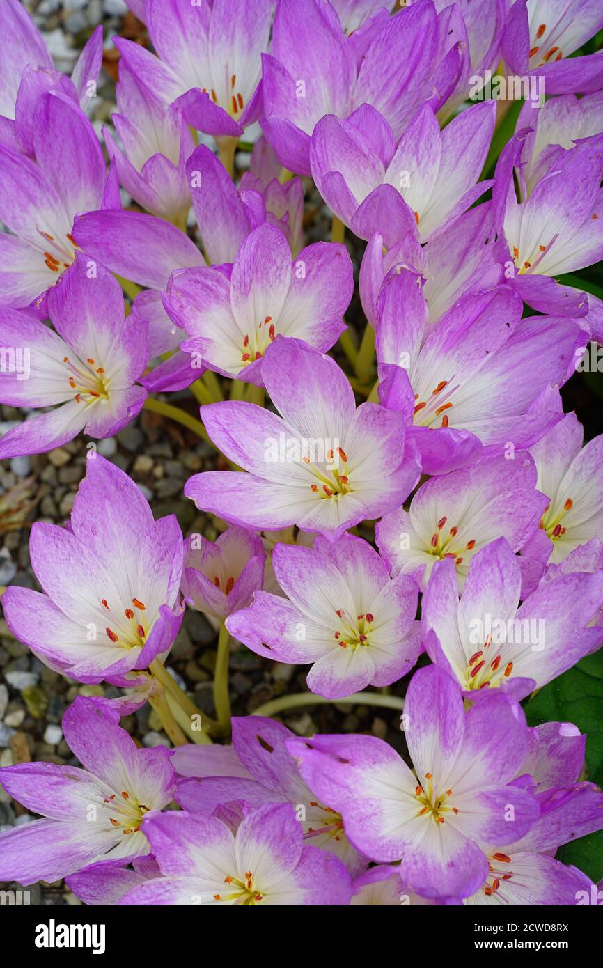 Pink autumn crocus flowers with orange filaments Stock Photo - Alamy