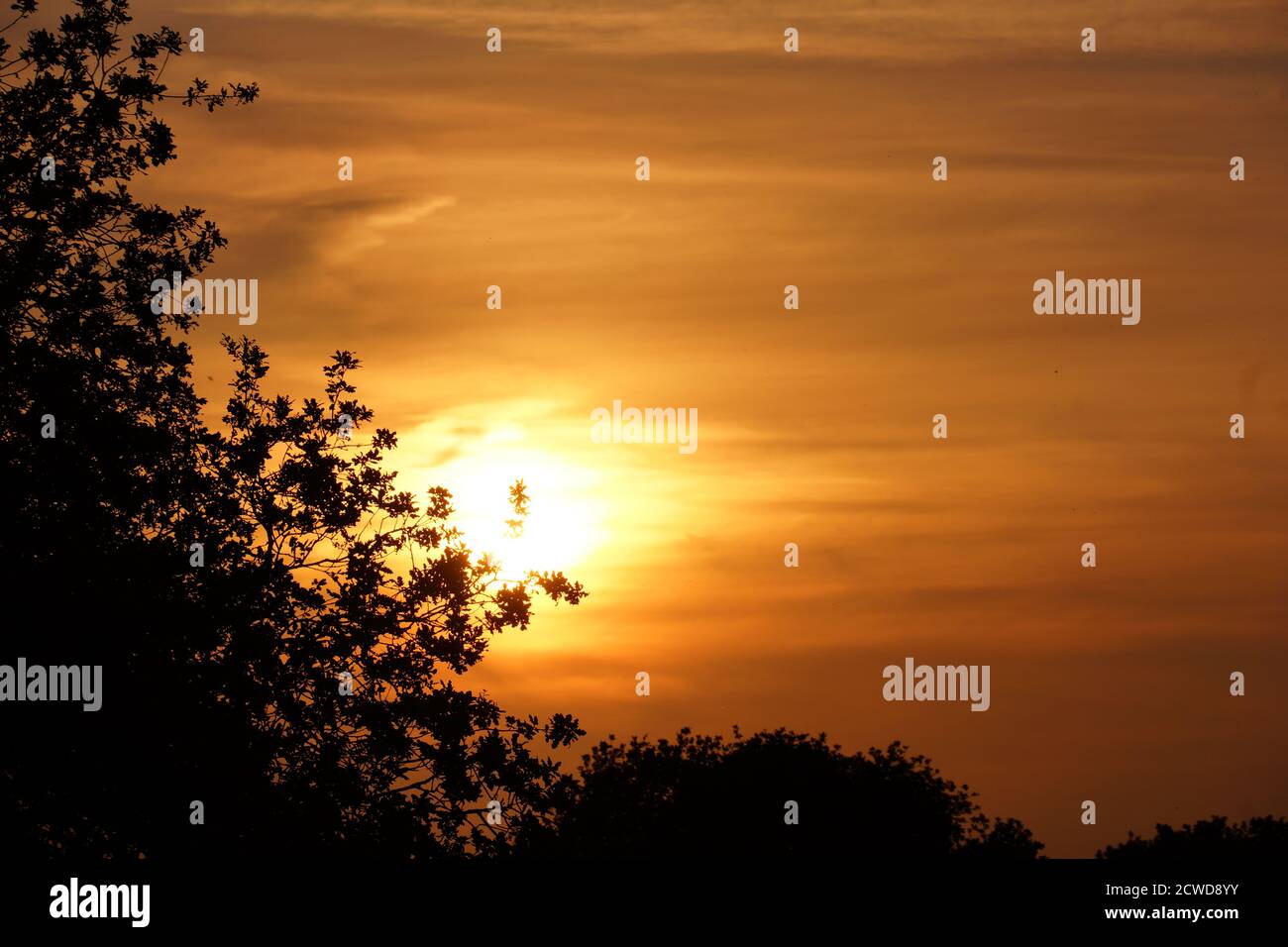 country side sunset through the trees in staffordshire Stock Photo - Alamy