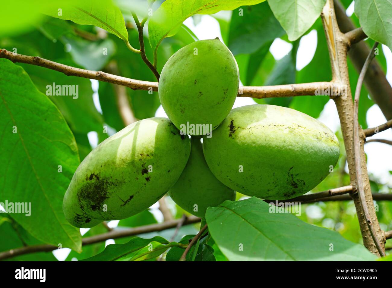 Fruit of the common pawpaw (asimina triloba) growing on a tree Stock Photo - Alamy
