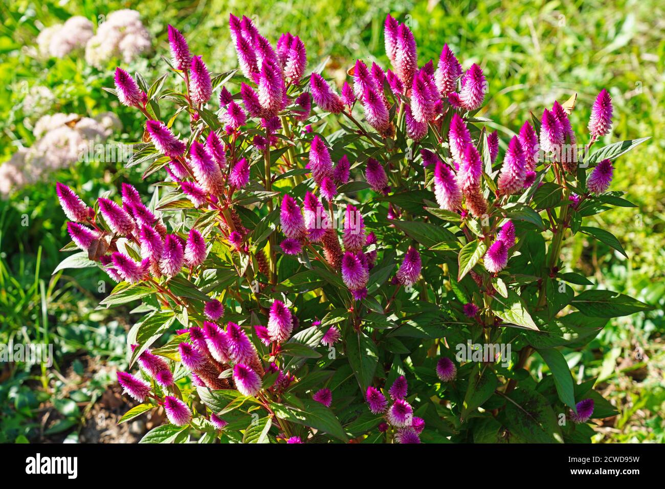 Pink spikes of celosia flowers in bloom in the fall Stock Photo - Alamy