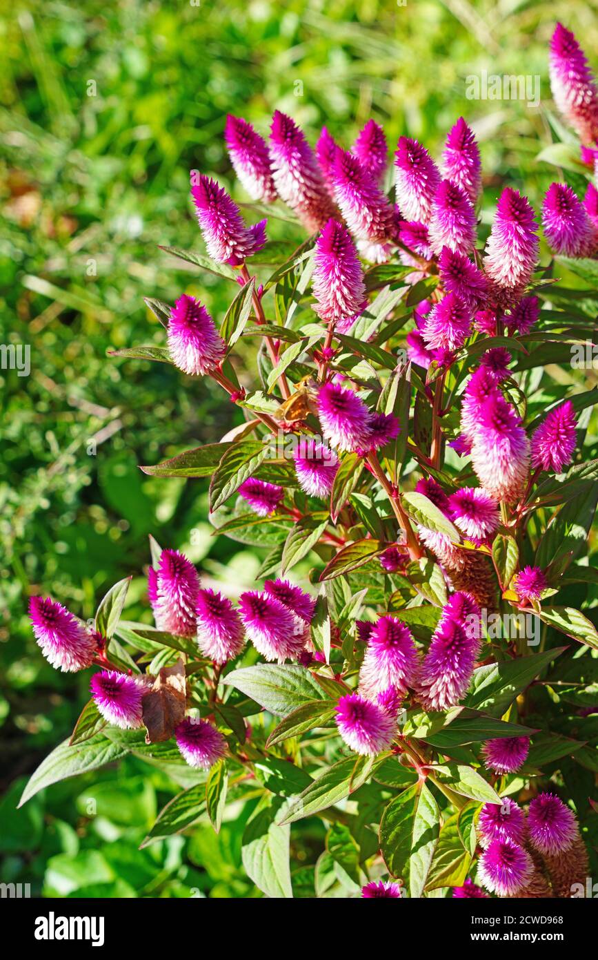Pink spikes of celosia flowers in bloom in the fall Stock Photo - Alamy