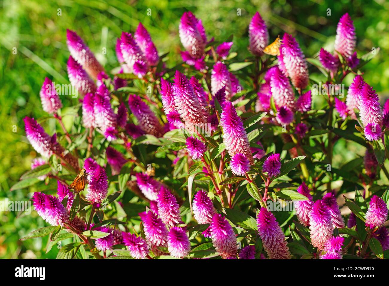 Pink spikes of celosia flowers in bloom in the fall Stock Photo - Alamy