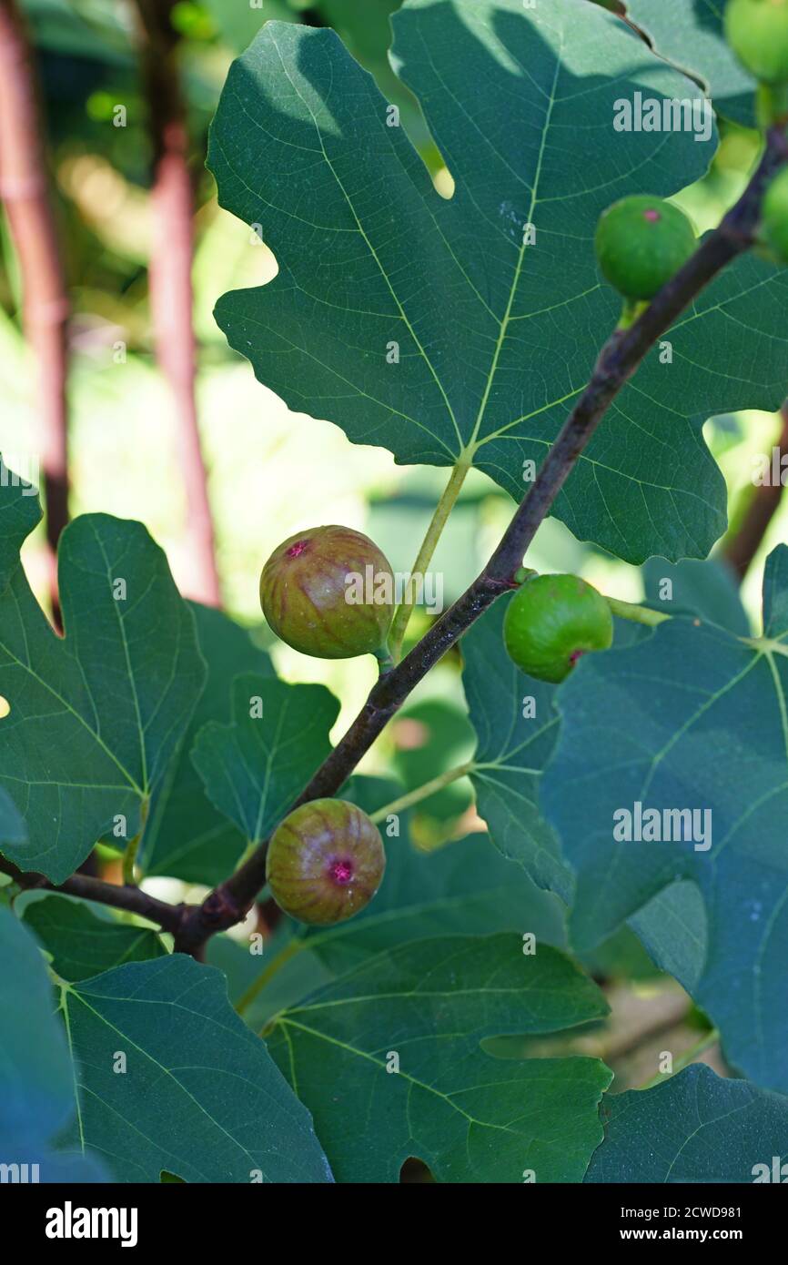 Fresh figs growing on a tree Stock Photo - Alamy