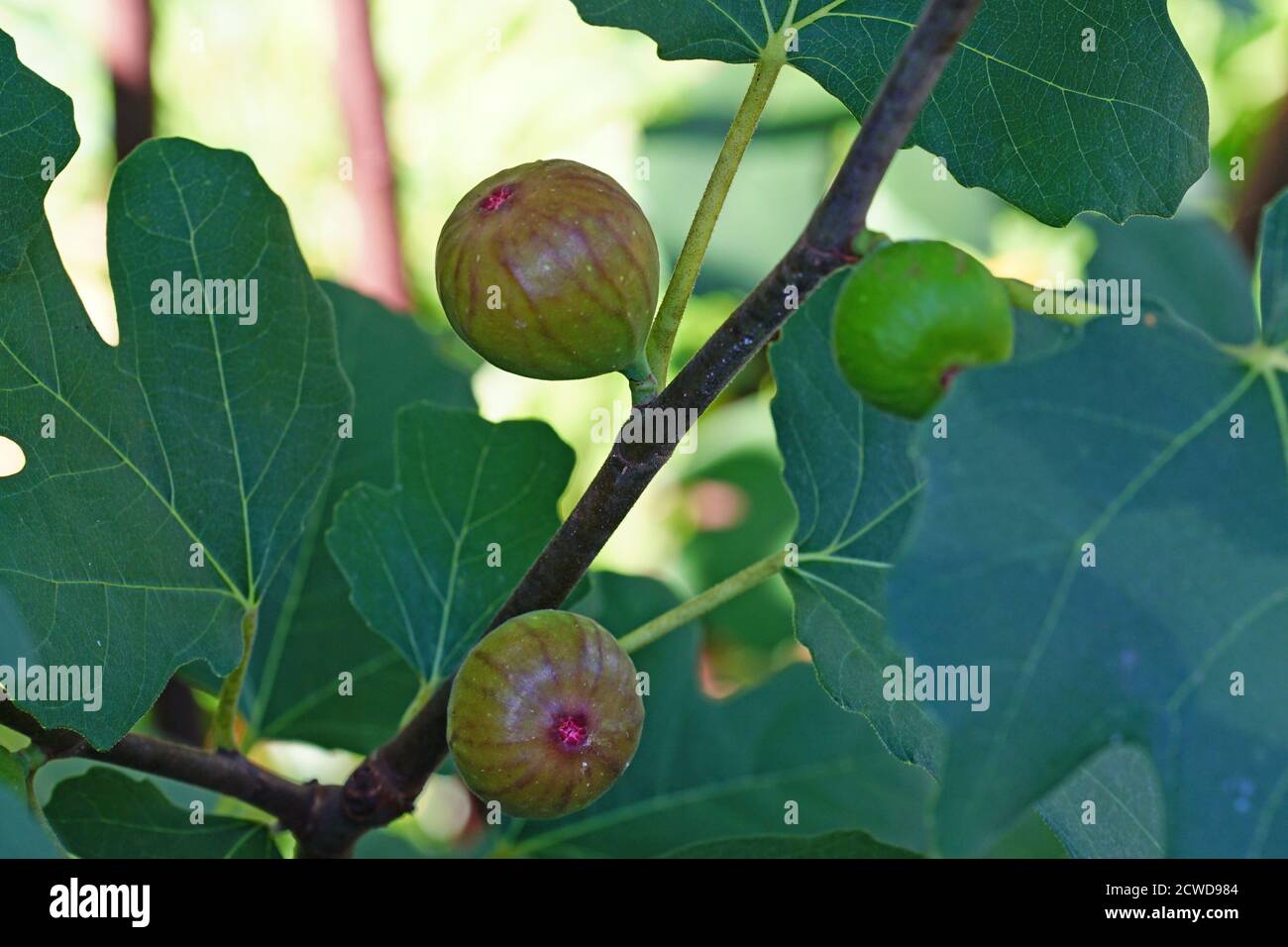 Fresh figs growing on a tree Stock Photo - Alamy
