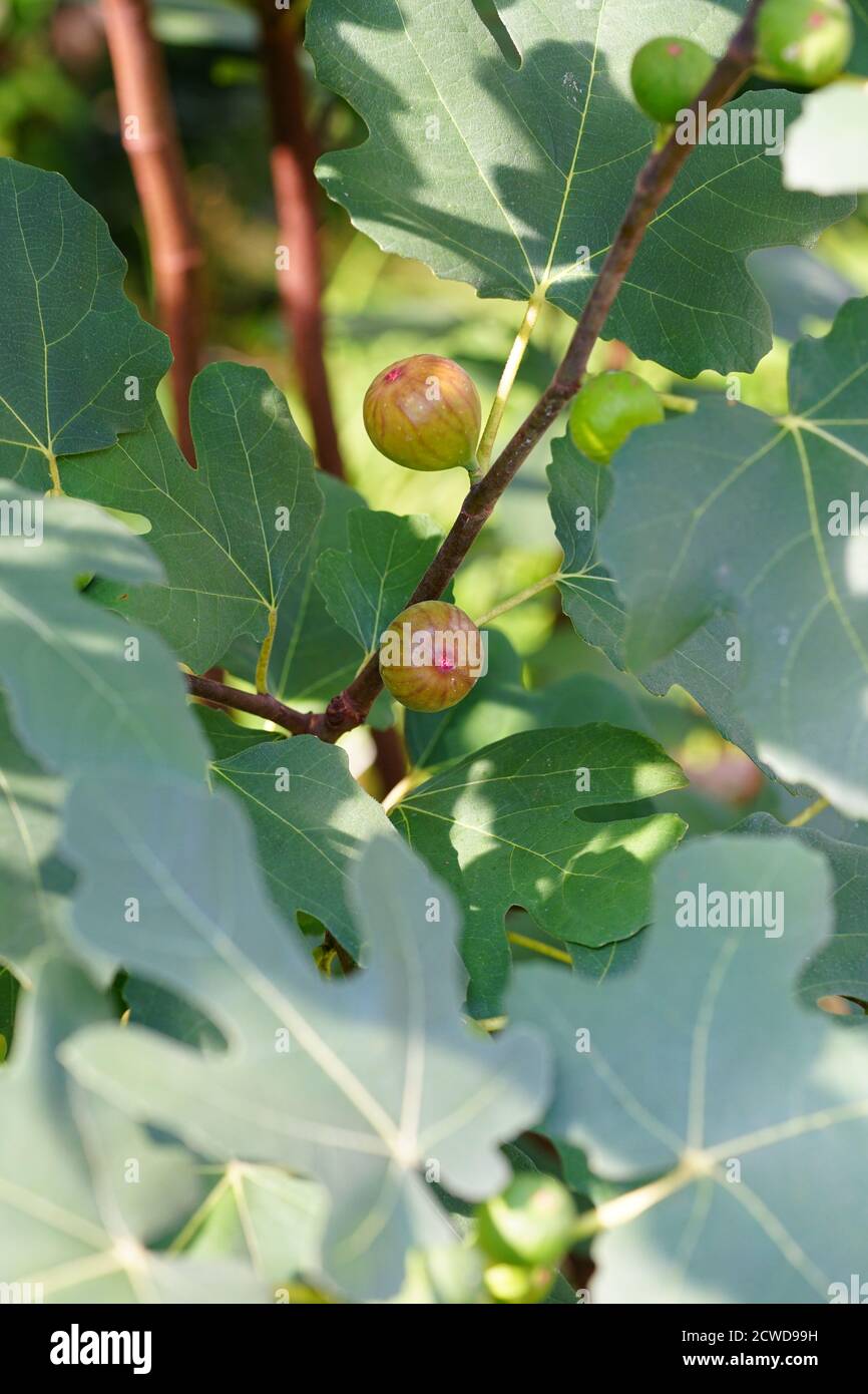 Fresh figs growing on a tree Stock Photo - Alamy