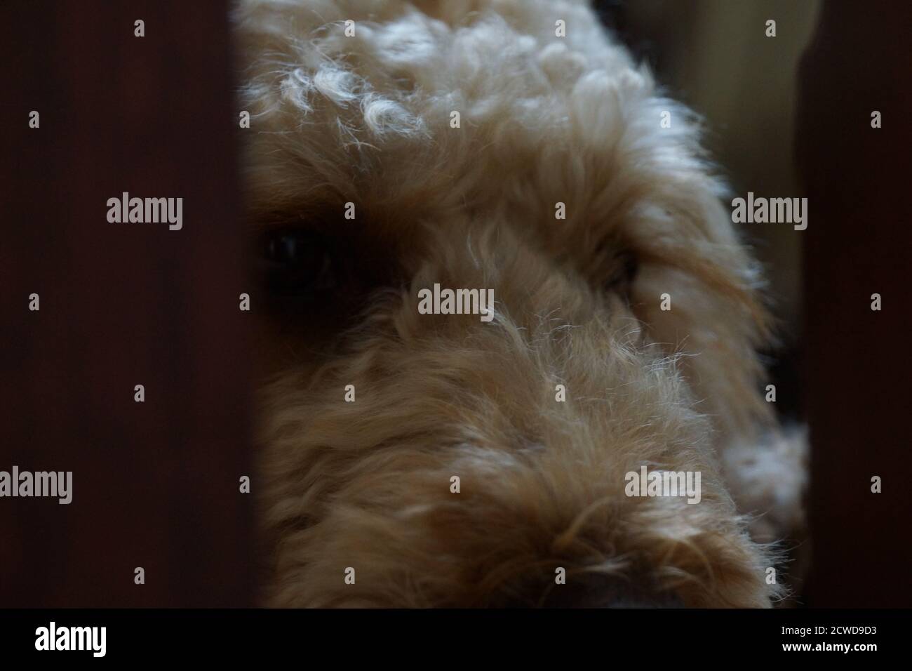 Cockapoo photography hi-res stock photography and images - Alamy