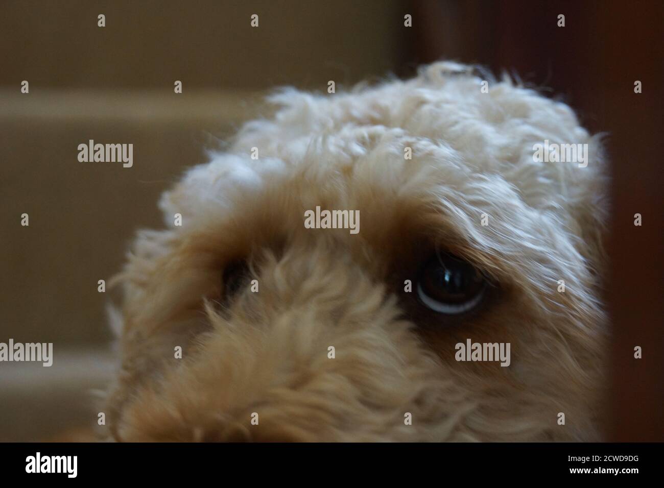 Cockapoo photography hi-res stock photography and images - Alamy