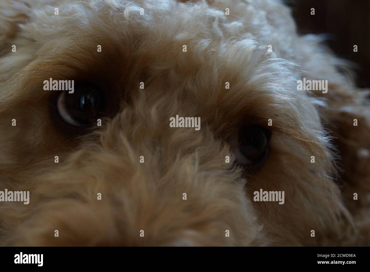 Dog sofa fire hi-res stock photography and images - Alamy