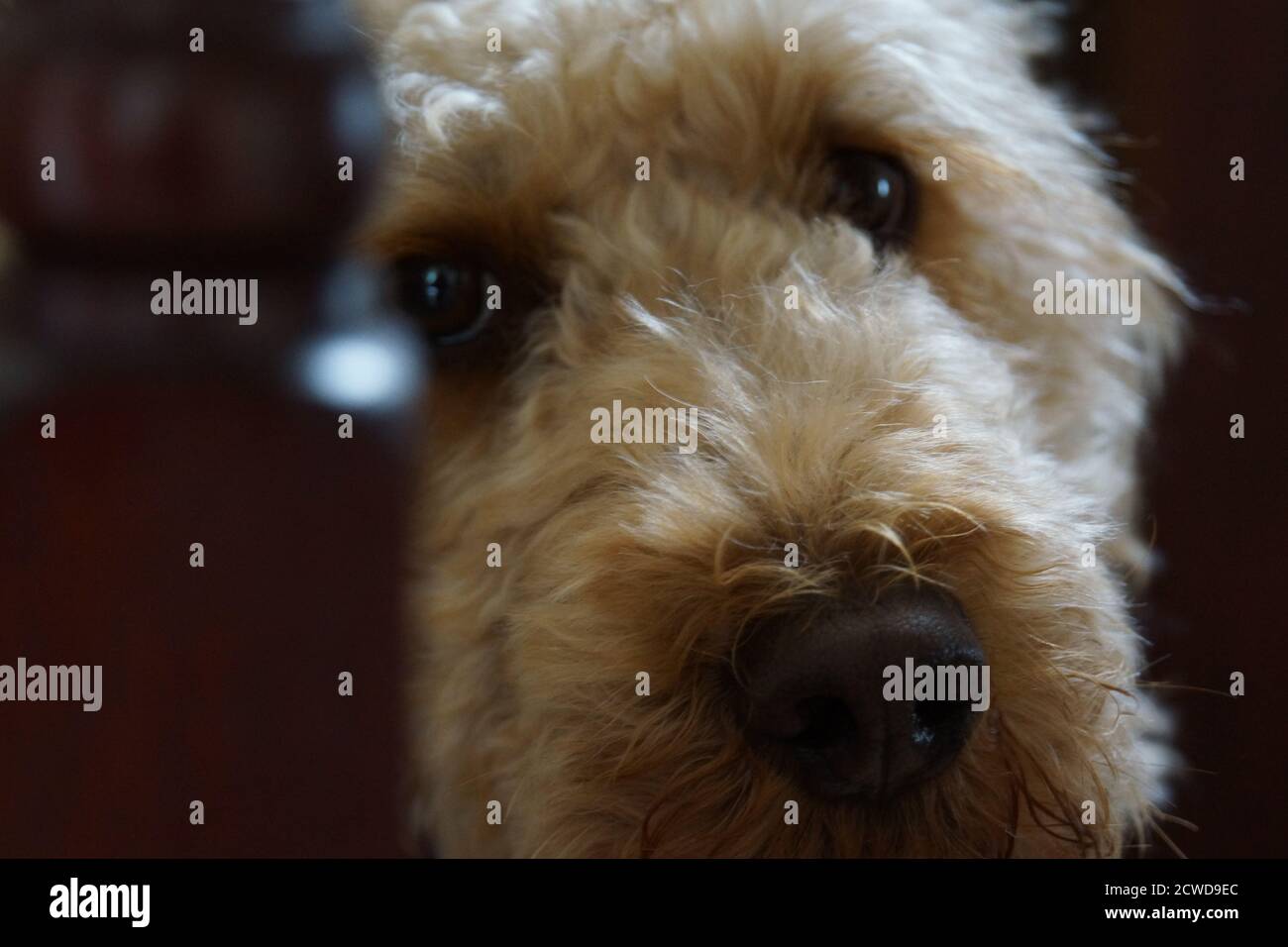 Dog sofa fire hi-res stock photography and images - Alamy