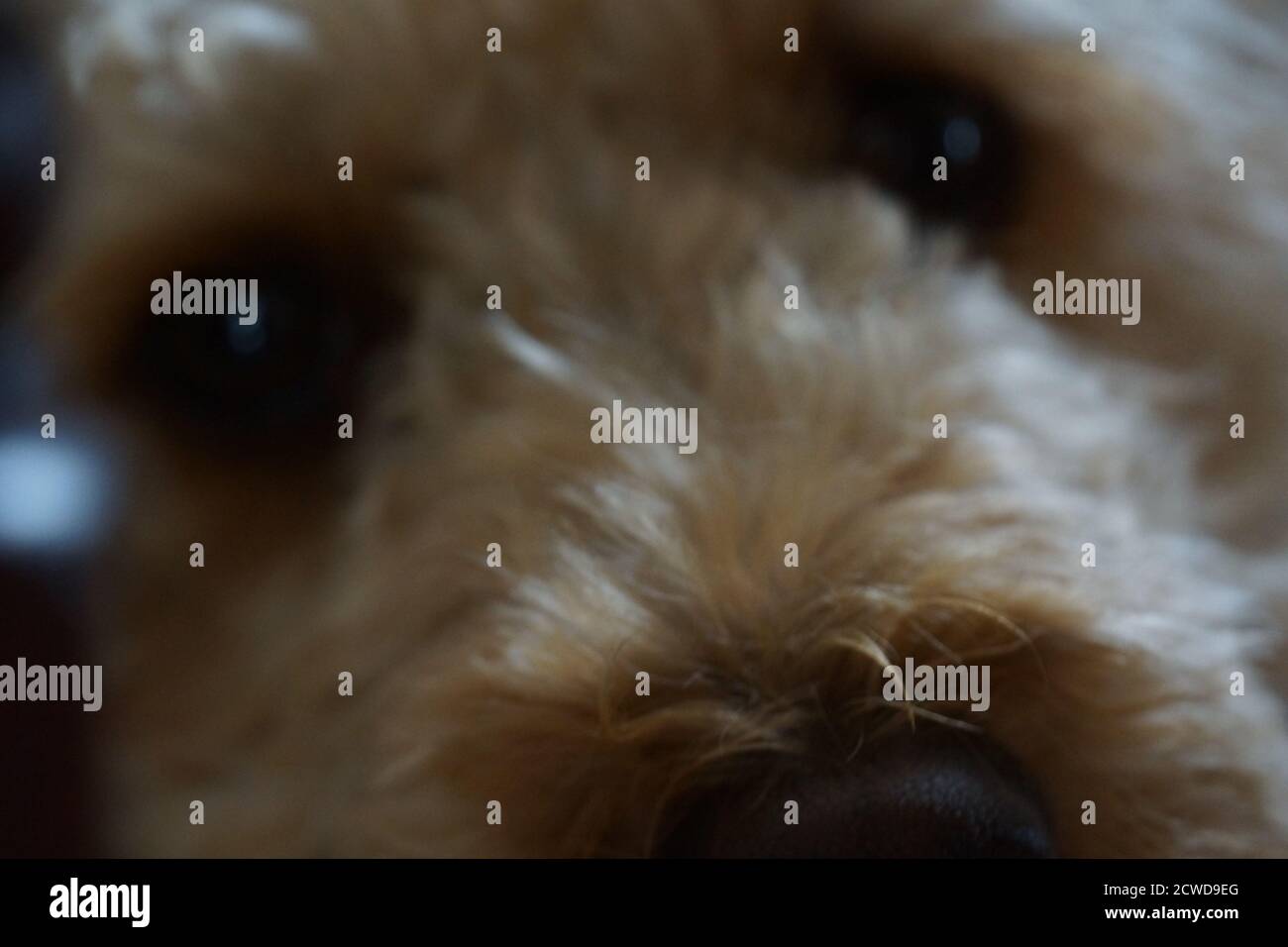 Cockapoo photography hi-res stock photography and images - Alamy