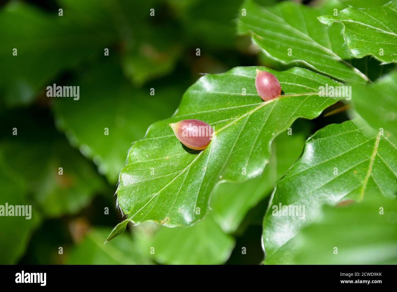 Gall Midge High Resolution Stock Photography and Images - Alamy