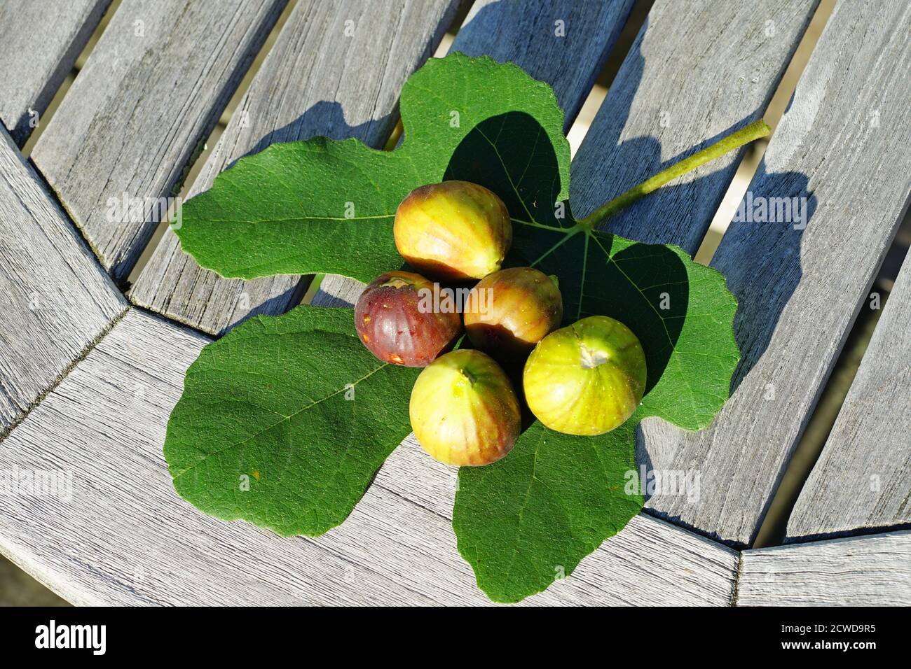 Freshly picked green and purple figs with white sap on a fig leaf Stock ...