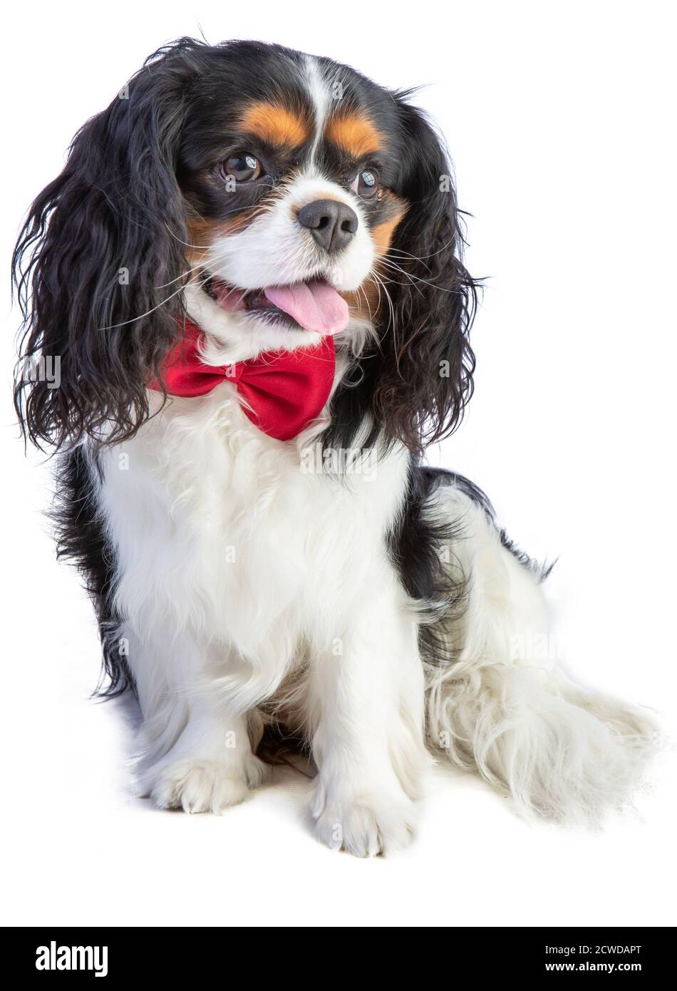 Cavalier king Charles spaniel with red bow tie on white background ...