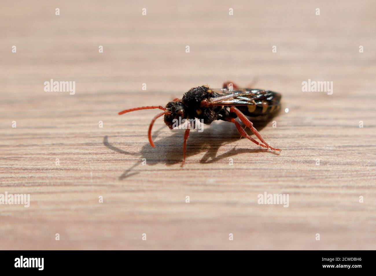 Nomad bee, Nomada goodeniana, Didsbury, Manchester, UK Stock Photo - Alamy