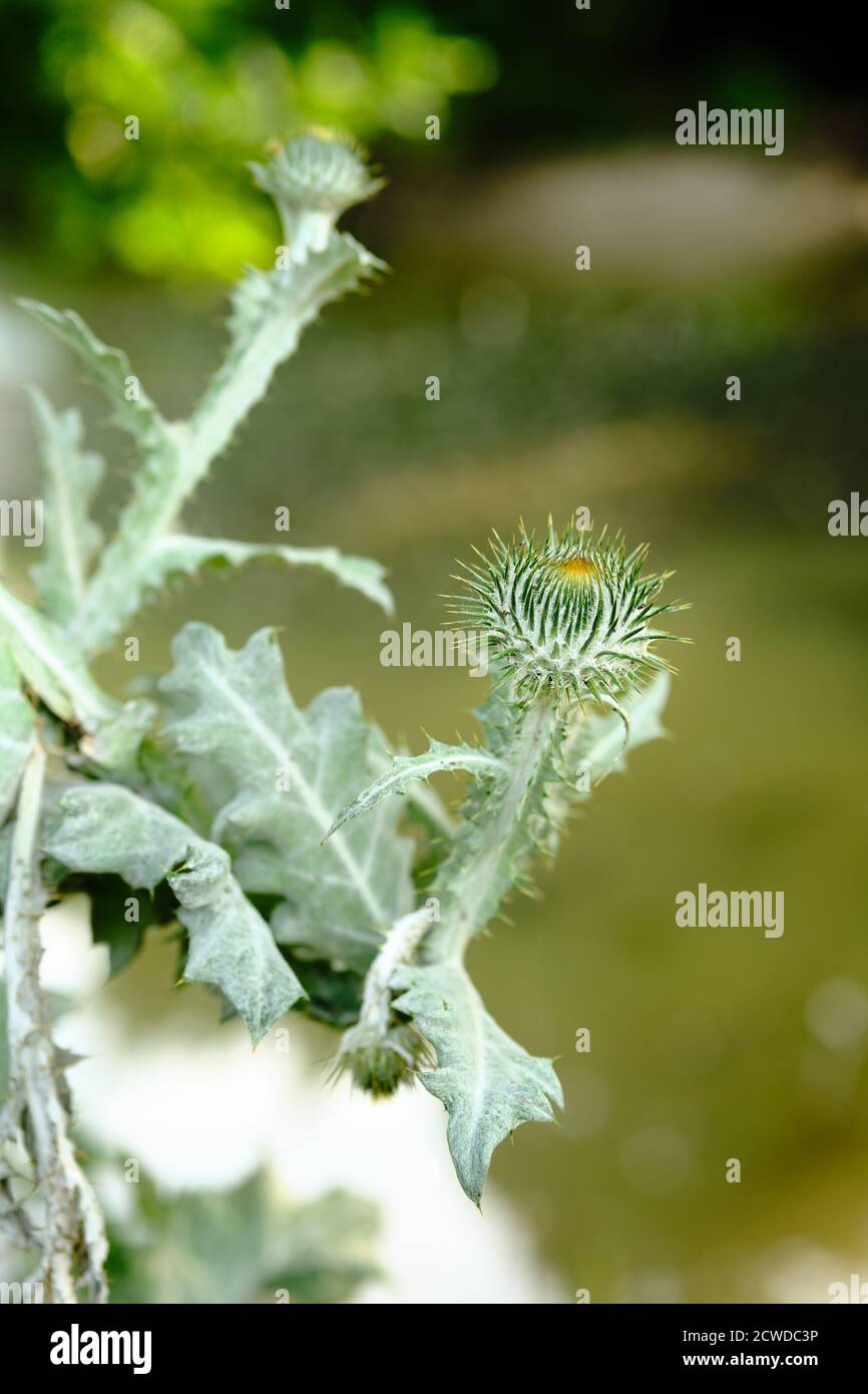 Winged stems hi-res stock photography and images - Alamy