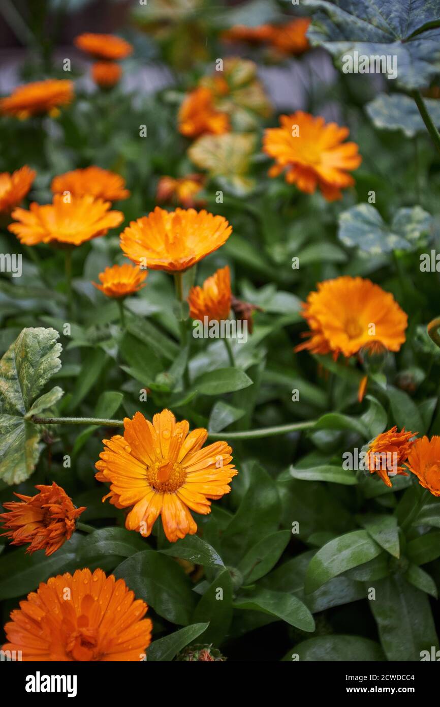 Vertical shot of blooming pot marigolds in a garden under the sunlight ...
