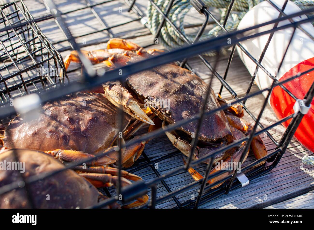 A close up of a male Dungeness crab looking up in a crab trap on a dock ...