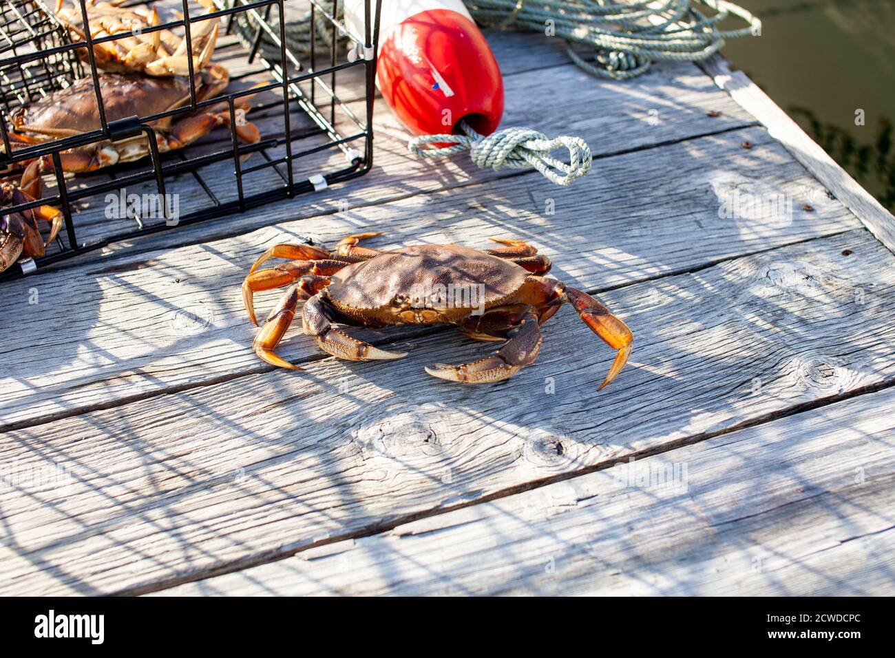 A male Dungenes crab sitting on the dock with a crab trap behind him ...