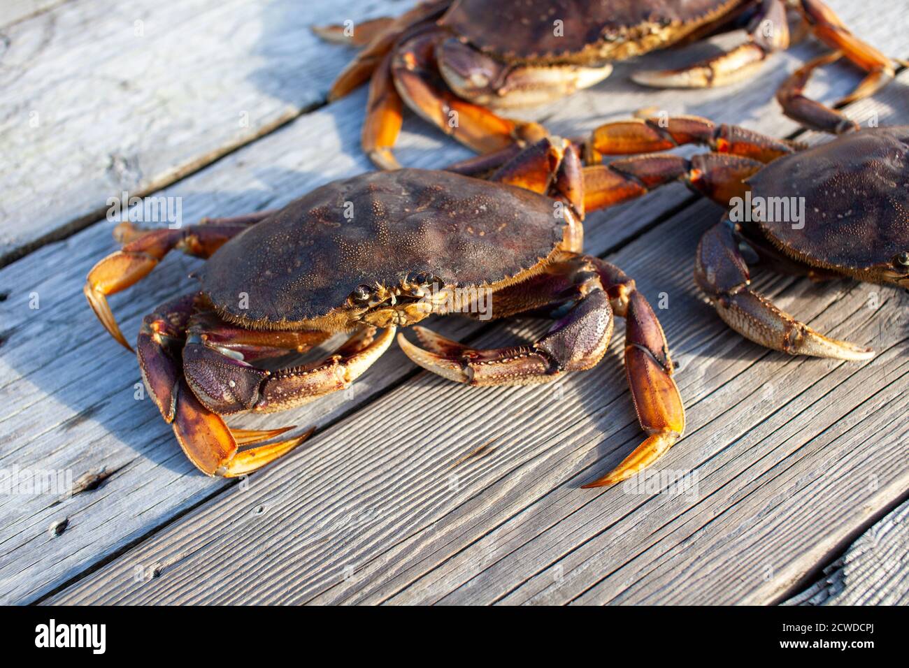 A close up of a male Dungeness crab sitting on a dock with other crabs ...