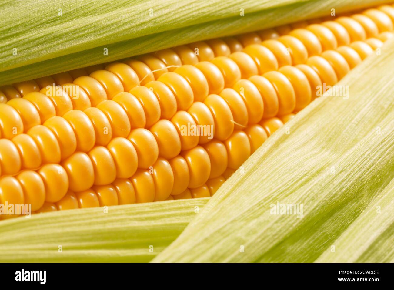 Ear corn studio shot hi-res stock photography and images - Alamy