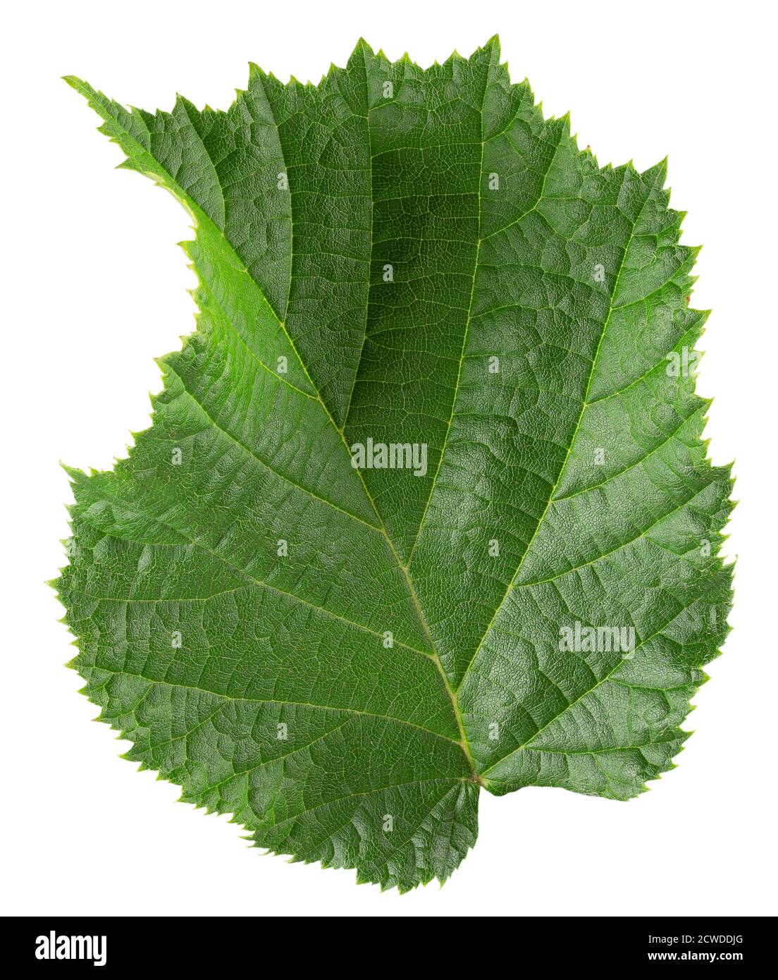 hazelnut leaf isolated on a white background Stock Photo - Alamy
