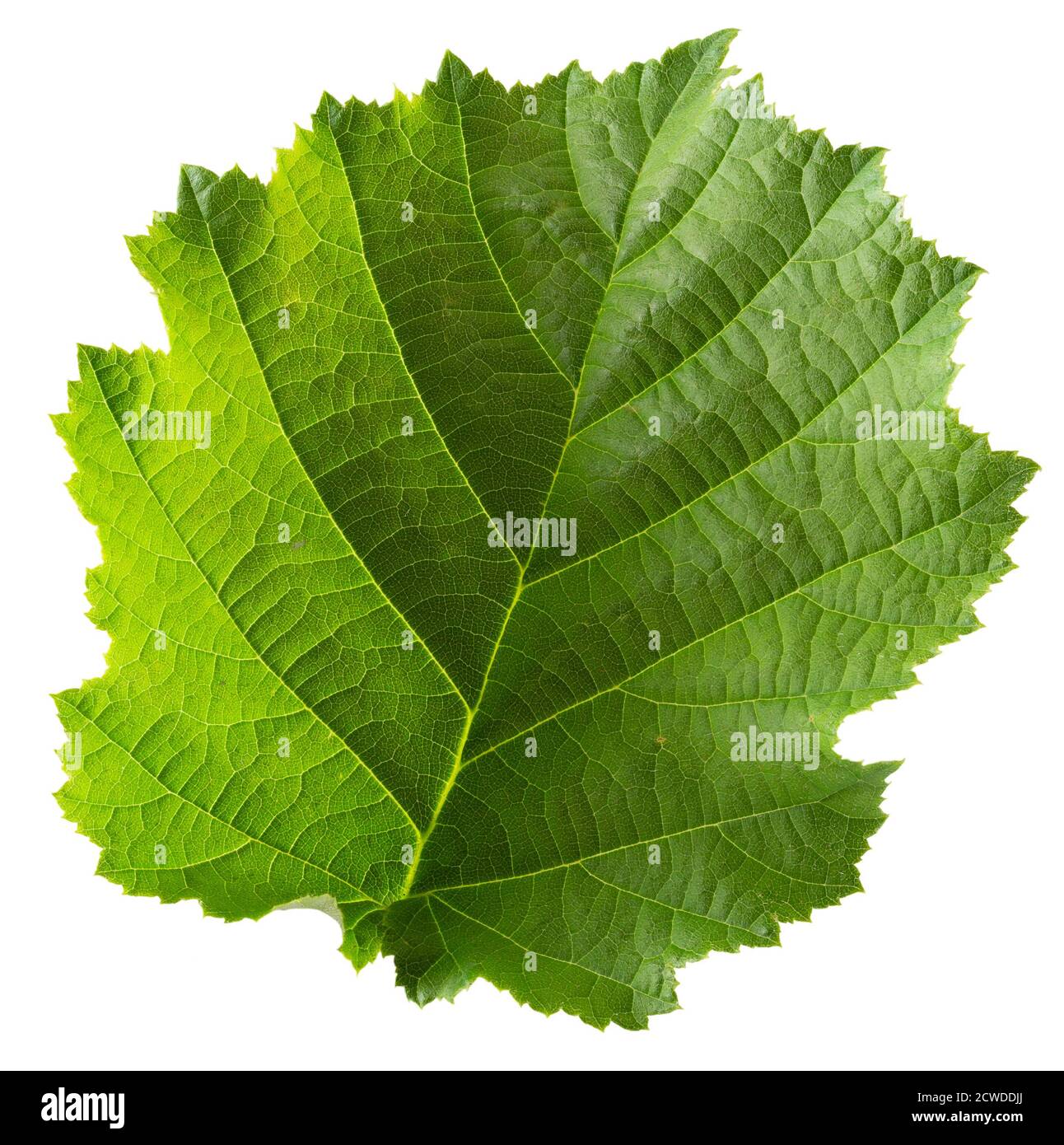 hazelnut leaf isolated on a white background Stock Photo - Alamy