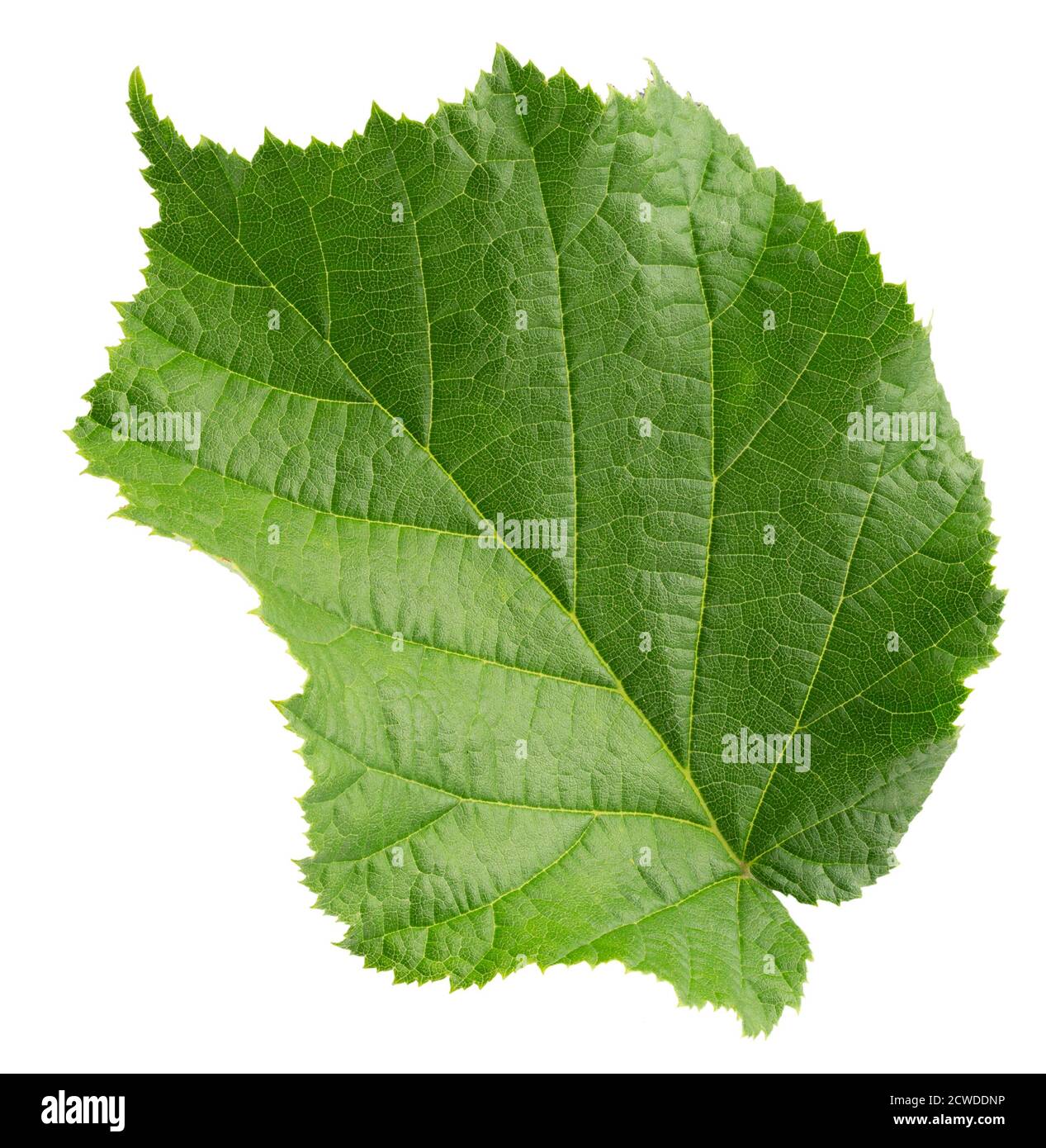 hazelnut leaf isolated on a white background Stock Photo - Alamy
