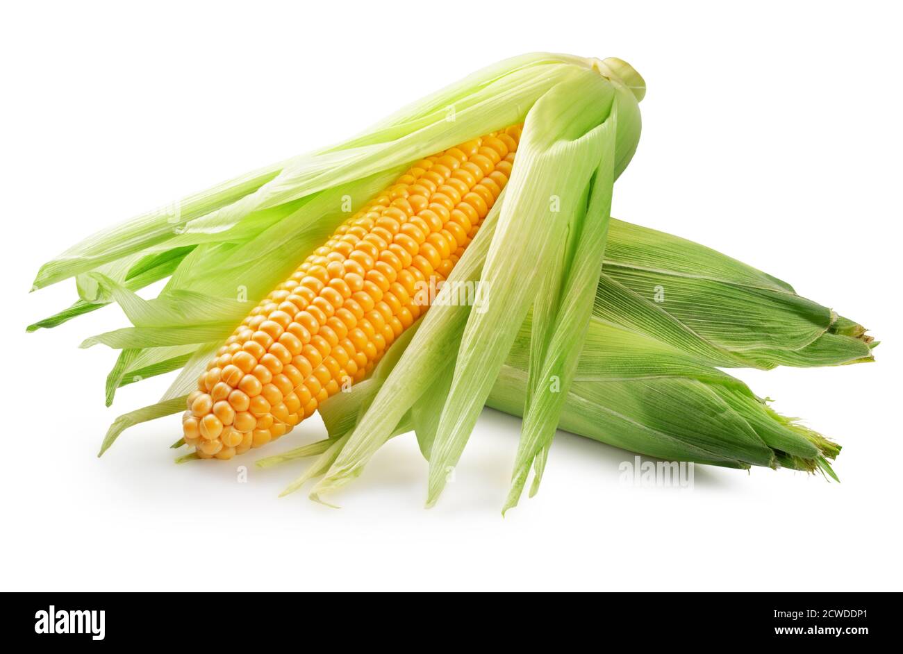 corn ears isolated on a white background Stock Photo - Alamy