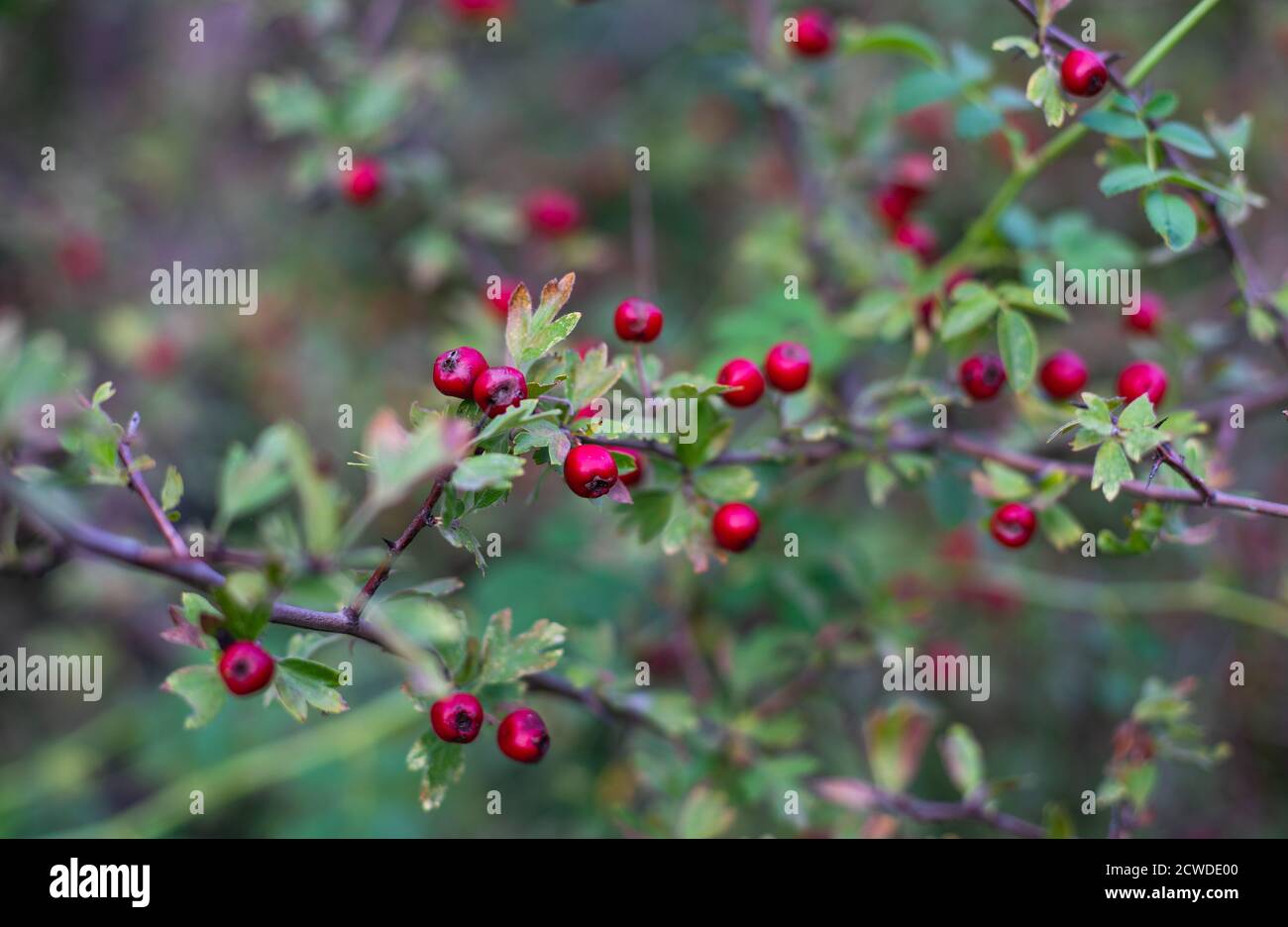 Tree with beautiful red fruits. Outdoor plants with green leaves and ...