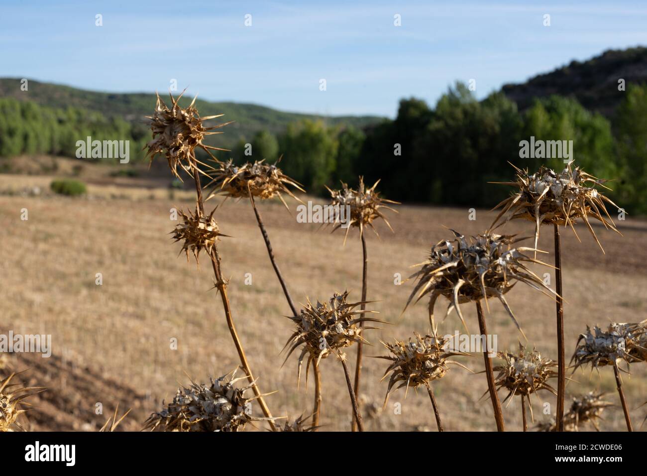 Dried thistle flowers in the field outdoors Stock Photo - Alamy