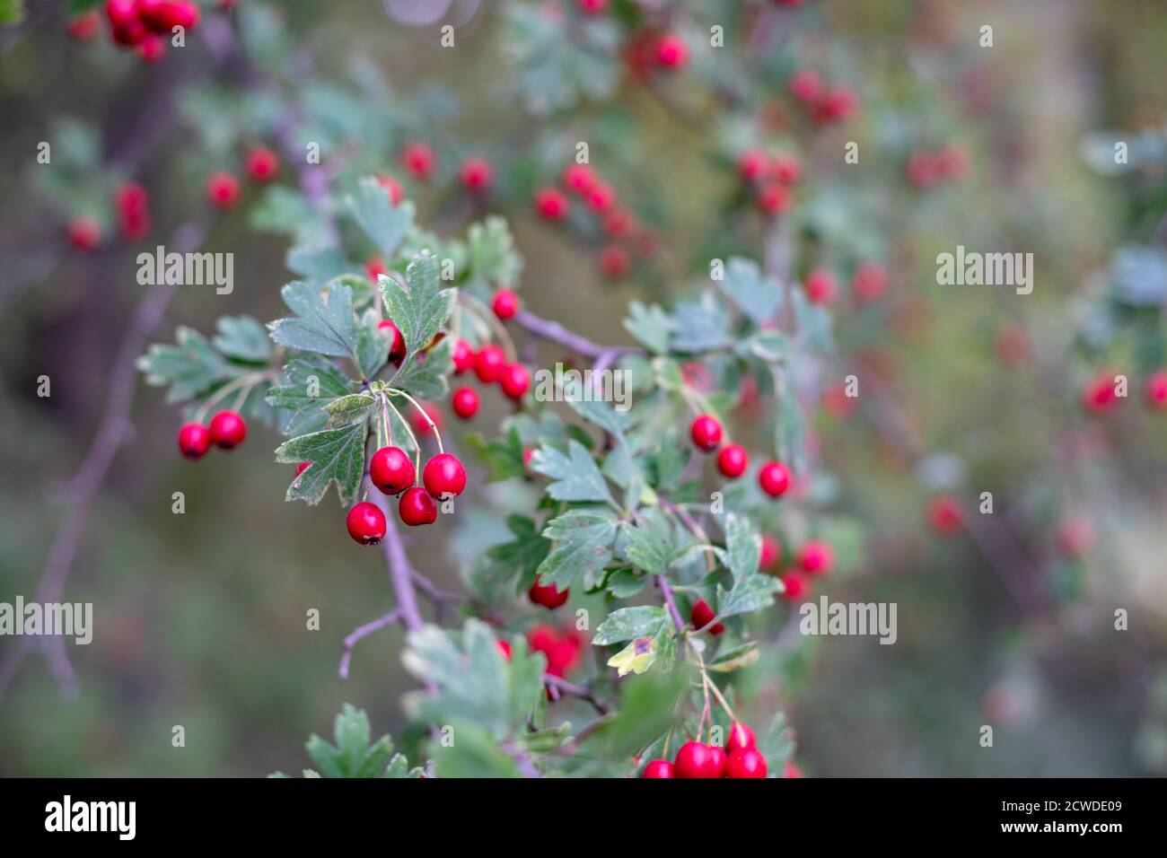 Tree with beautiful red fruits. Outdoor plants with green leaves and ...
