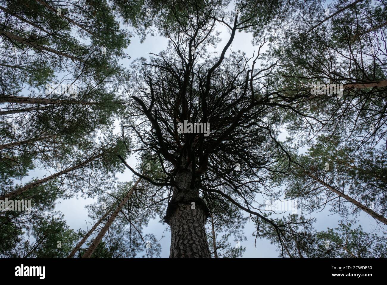 Branchy trees hi-res stock photography and images - Alamy