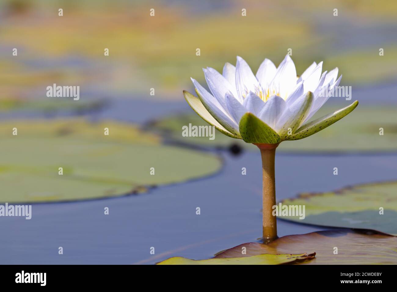 White Star Lotus Waterlily In Pond (Nymphaea nouchali Stock Photo - Alamy