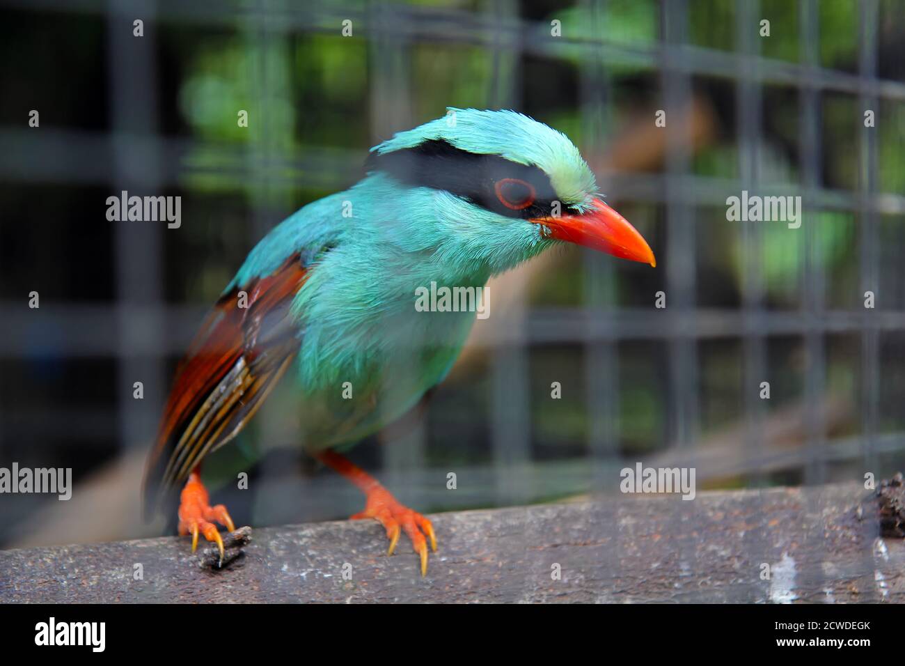 Bird exotic multi-colored tropical blue-red. Bird in a cage Stock Photo ...