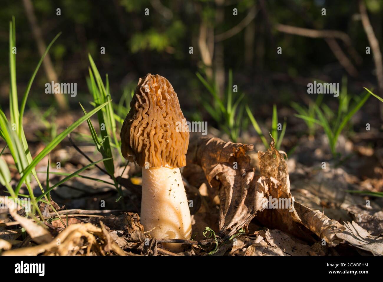 Morel - morchella, edible mushroom. Spring grass. Verpa bohemica Stock ...