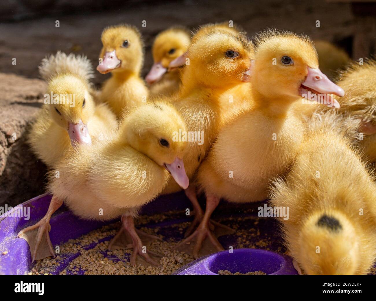 A group of ducklings. Growing poultry at home Stock Photo - Alamy