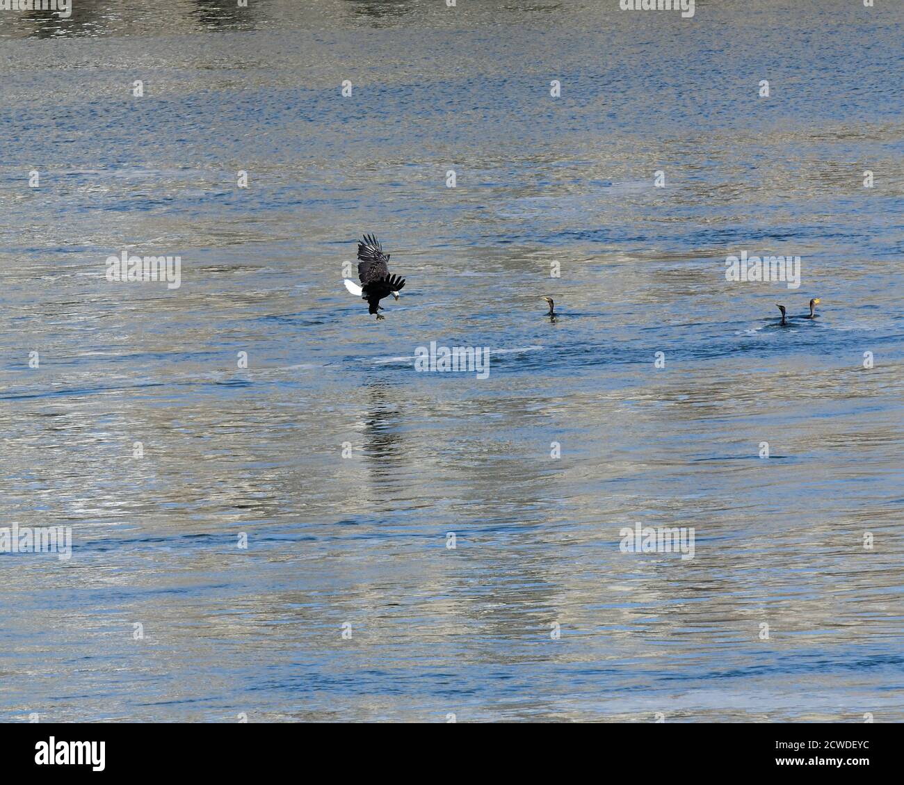 Adult Bald Eagle hovering over river water near cormorants Stock Photo ...