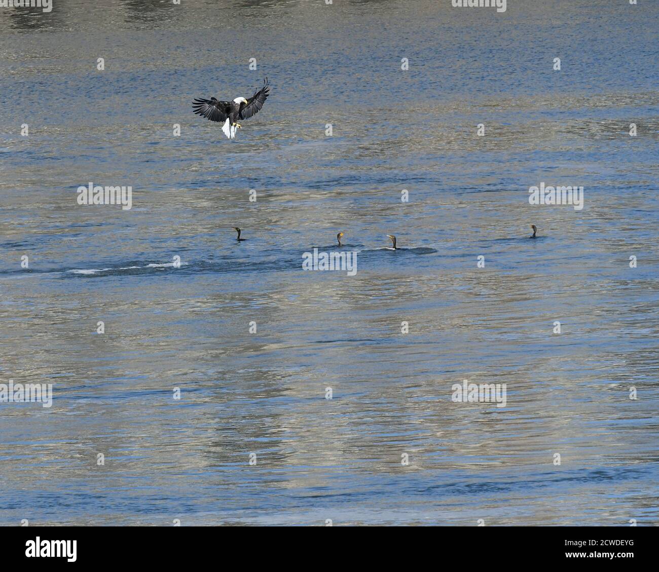 Adult Bald Eagle hovering over river water near cormorants Stock Photo ...