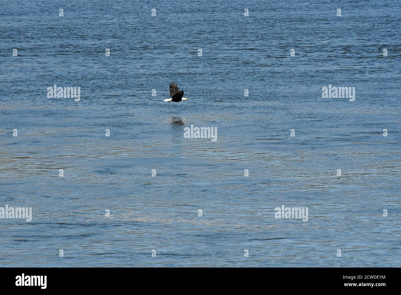 Adult Bald Eagle flying low over river water Stock Photo - Alamy